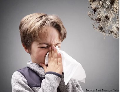 Will a Dehumidifier Get Rid of a Musty Smell? | Mold Remediation Blog