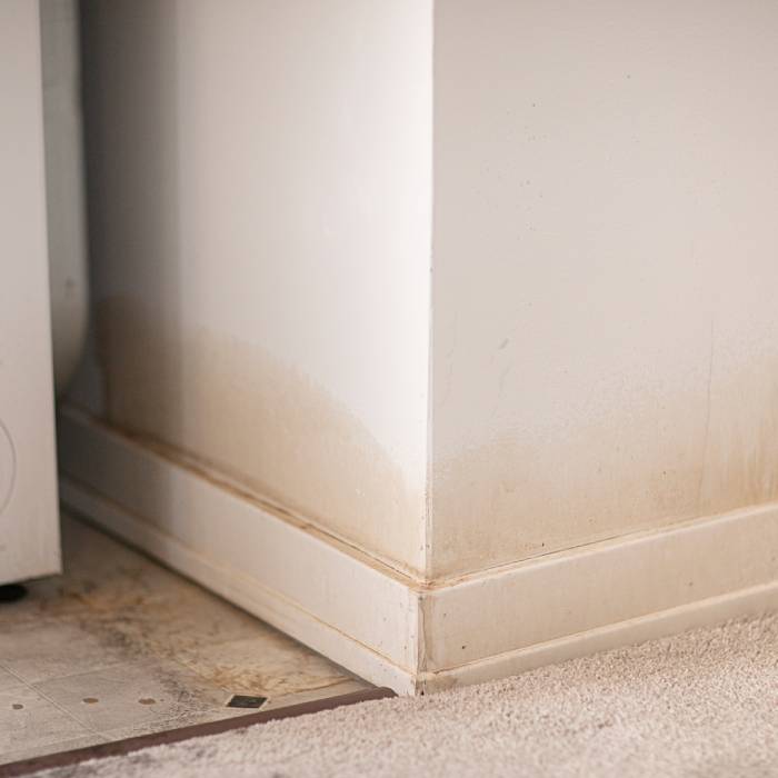 Effective Strategies to Manage Mold After Water Damage