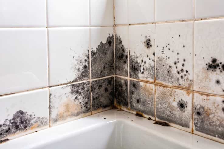 How to Prevent Mold in Bathroom Spaces | Heber Valley, UT