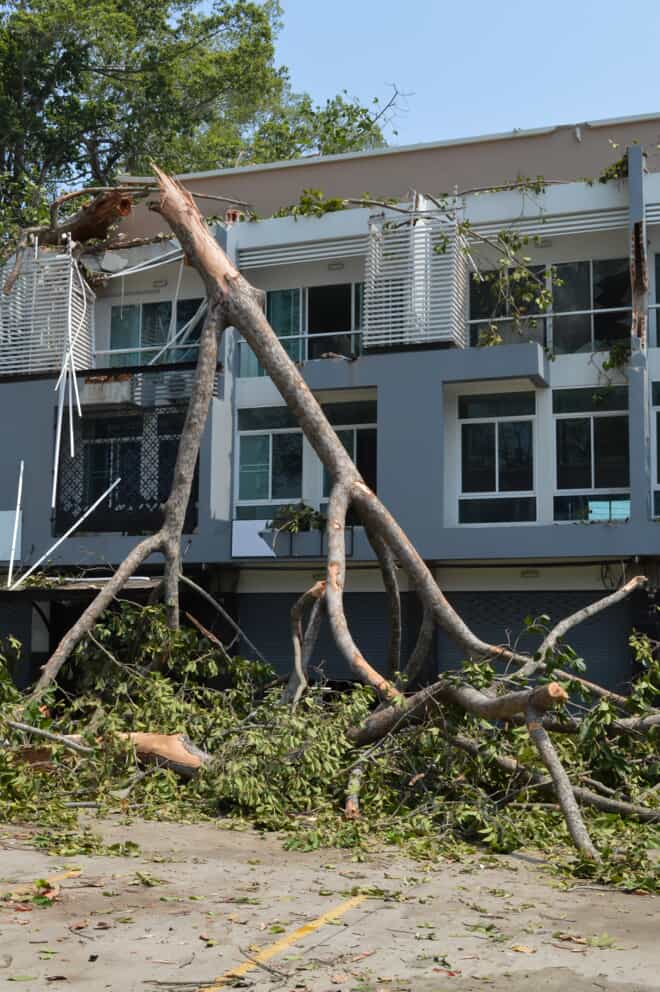 Tree Limb Damage After a Storm: What Should You Do?
