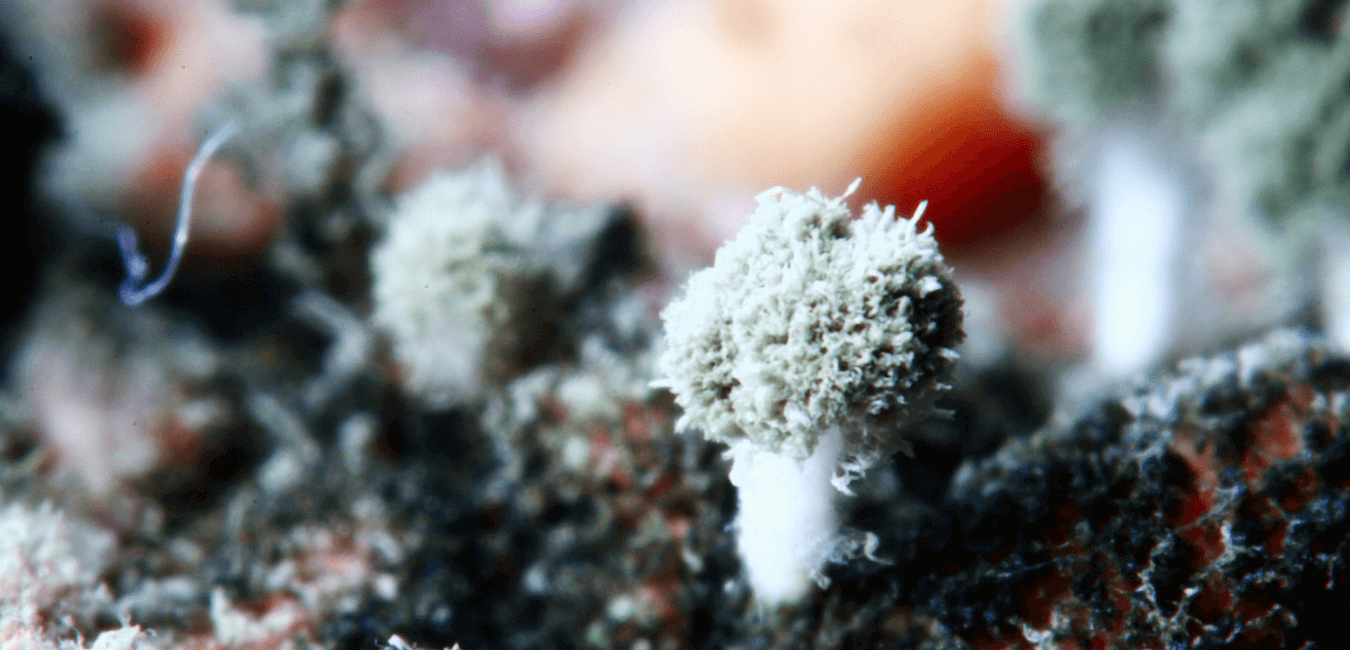 Types of Mold From Water Damage - ServiceMaster Restoration by RSI