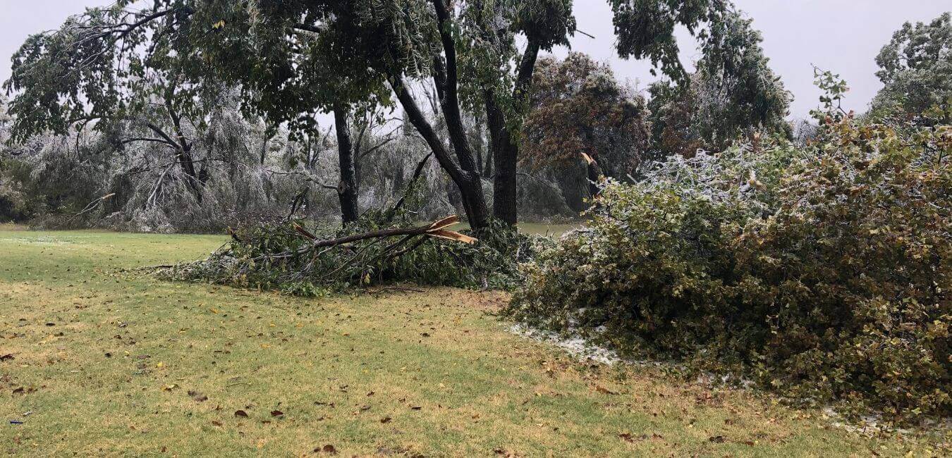 What To Do if a Tree Falls on Your Roof, Home, or Business ...