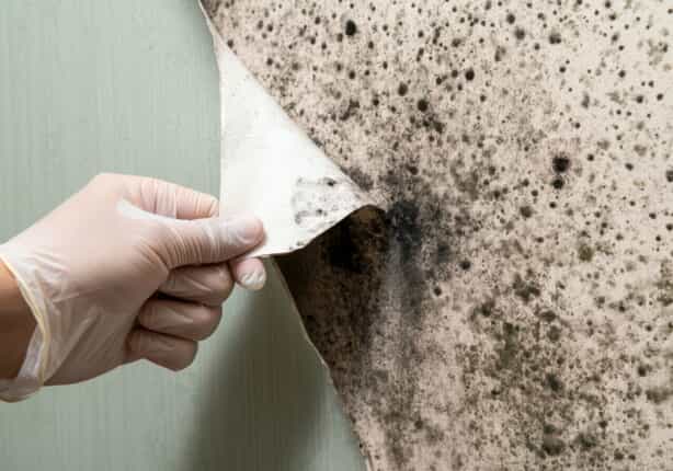 Black Mold Removal: Everything You Need to Know