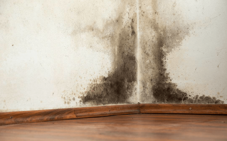 Common Places For Mold To Grow In Your Home