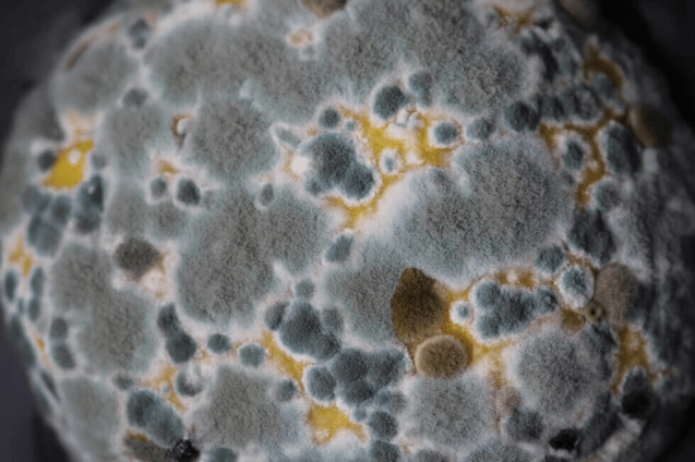 Types of Mold: Penicillium